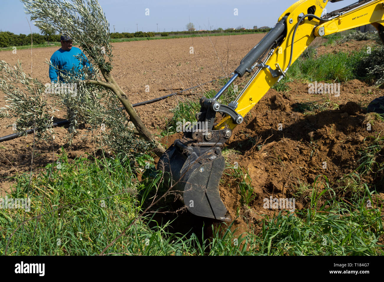 Xylella bacteria hi-res stock photography and images - Alamy
