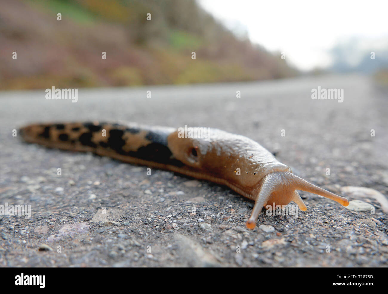 Elkton, OREGON, USA. 24th Mar, 2019. A large Pacific banana slug slowly crosses a country road ...