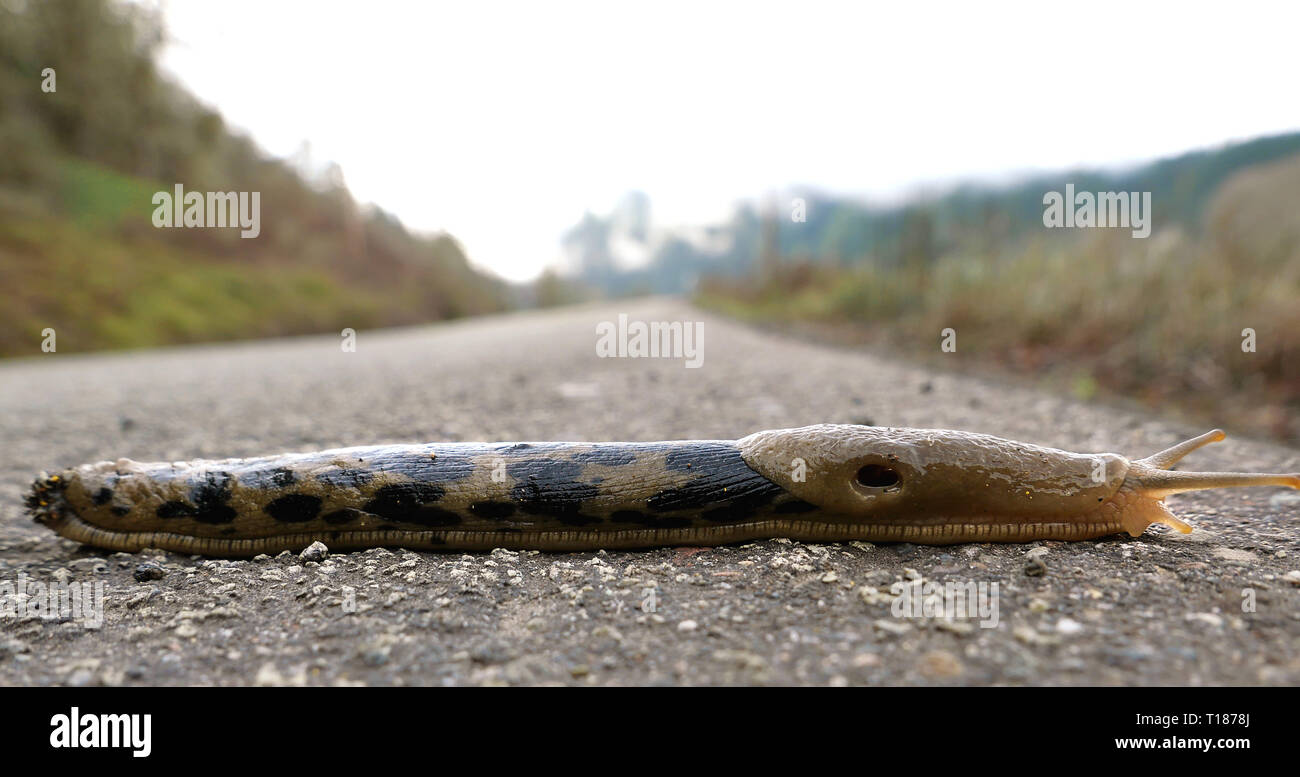 Elkton, OREGON, USA. 24th Mar, 2019. A large Pacific banana slug slowly ...