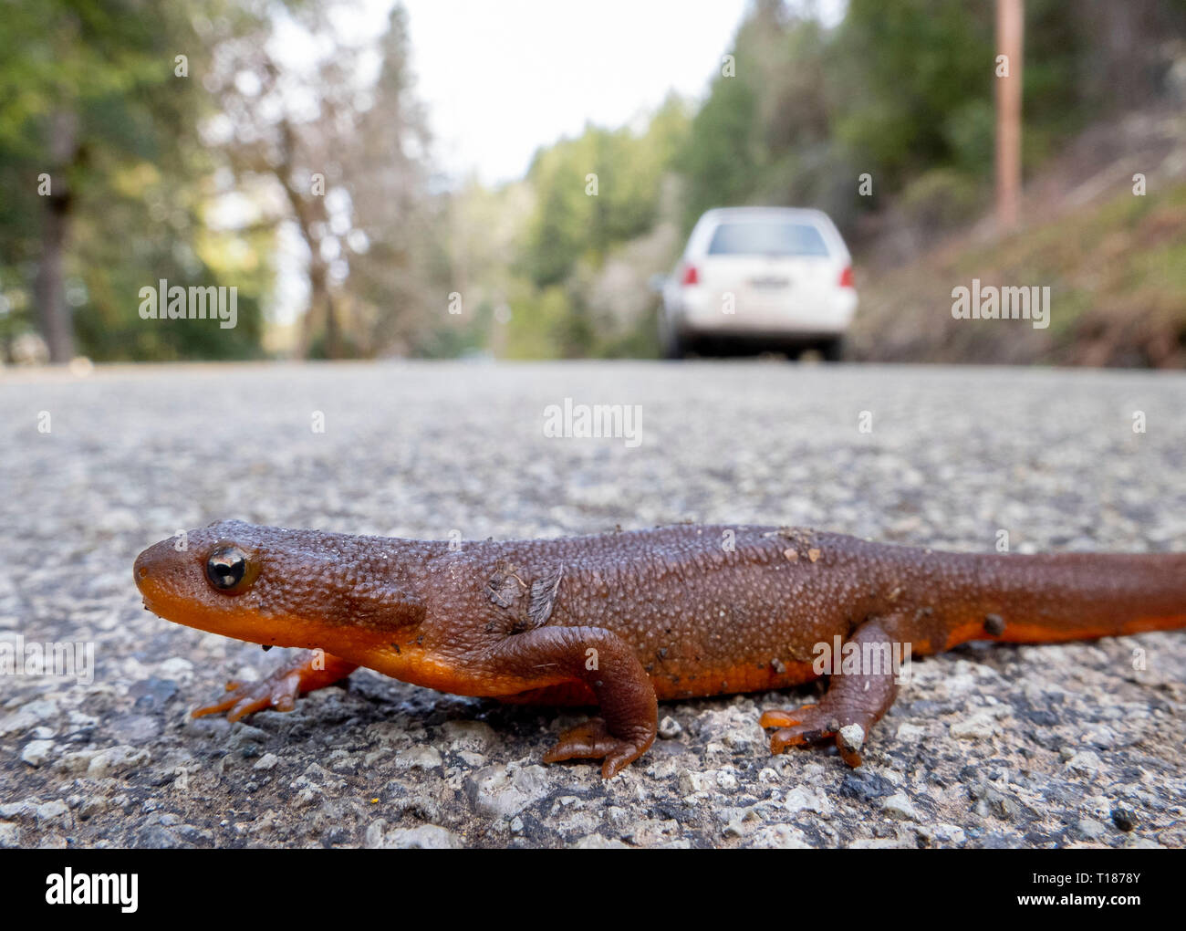Rough Robin High Resolution Stock Photography and Images - Alamy