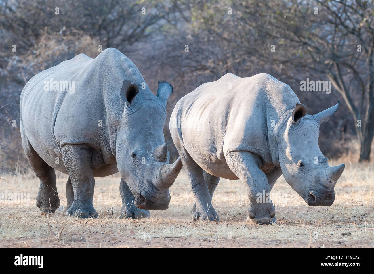 white rhinoceros, Ceratotherium simum, Namibia Stock Photo - Alamy
