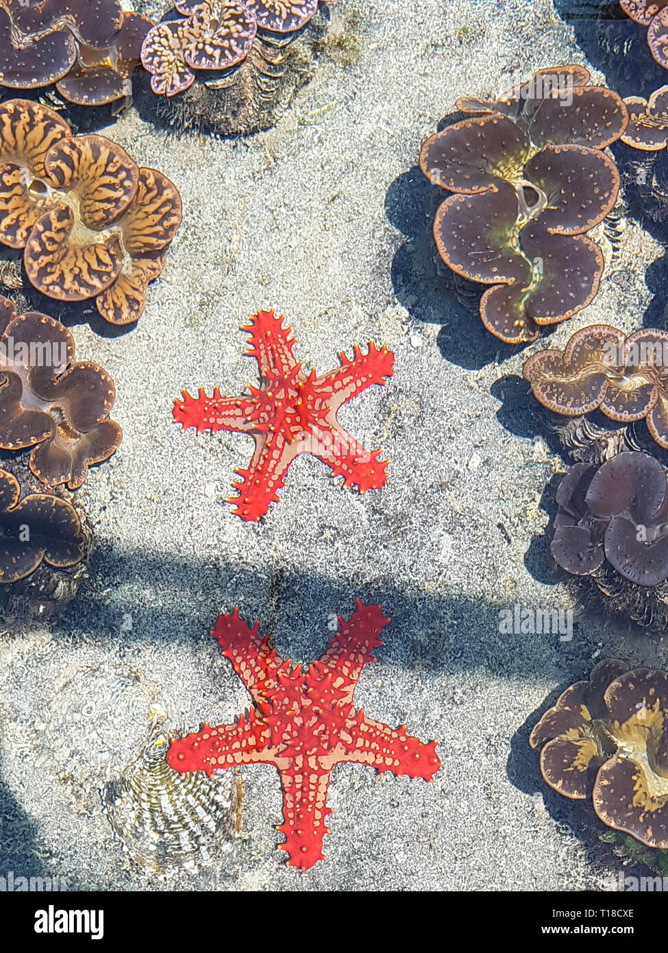 Two starfish next to giant clams on the Seychelles Stock Photo - Alamy
