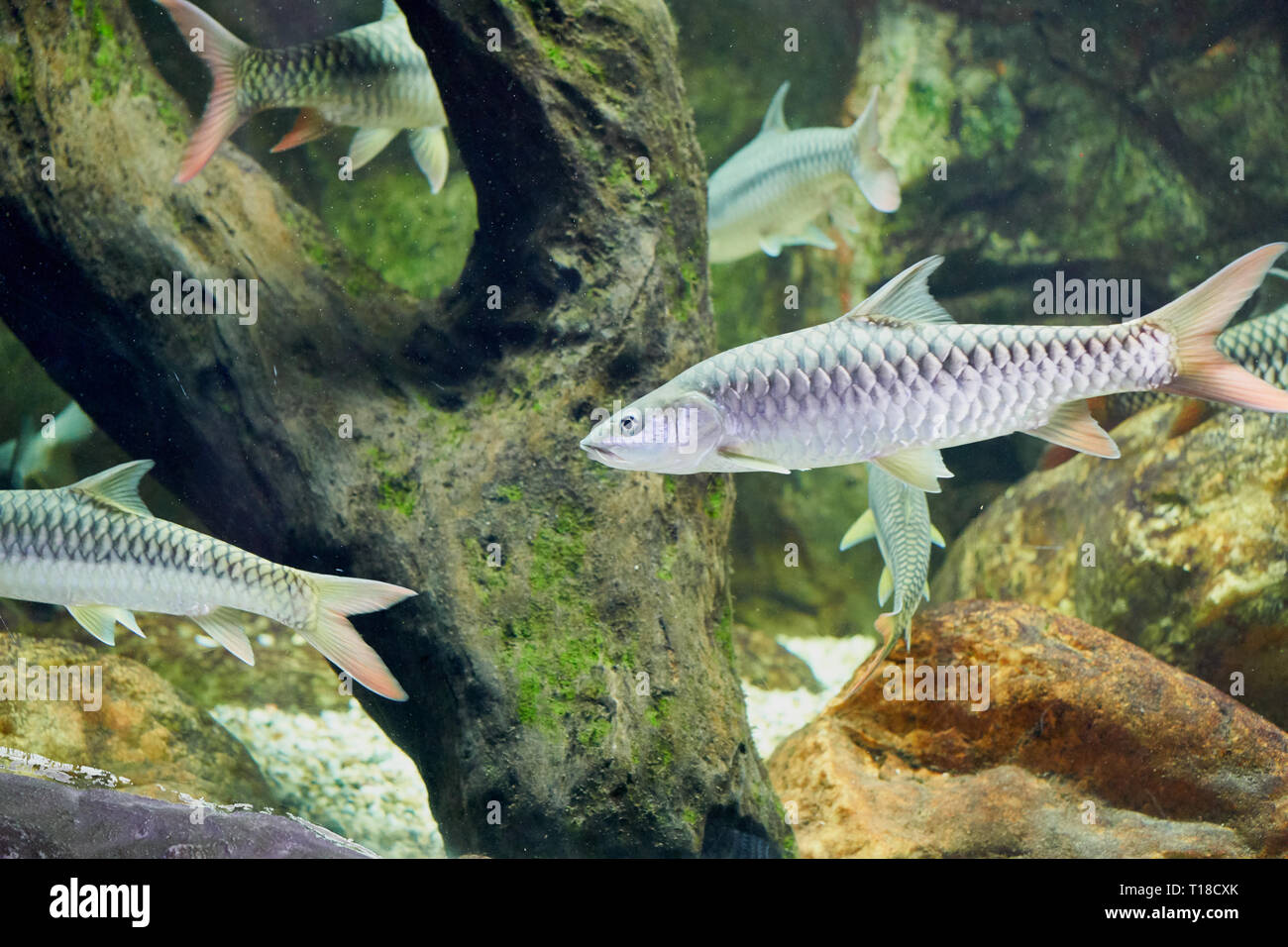 Grey fishes in the aquarium Stock Photo - Alamy