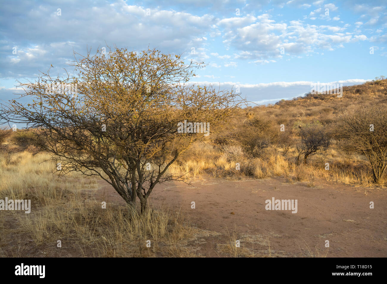 bush in the savannah, Namibia Stock Photo - Alamy