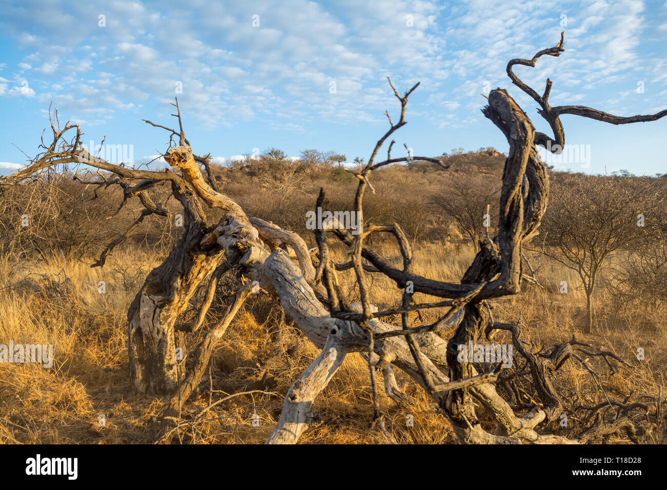 tree trunk in the savannah, Namibia Stock Photo - Alamy