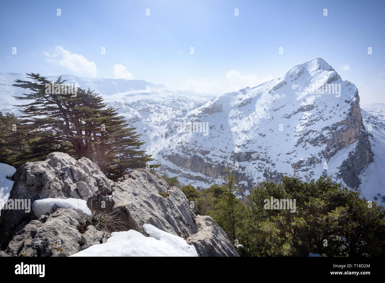 An old cedar tree emerges from the forest of Tannourine natural reserve ...