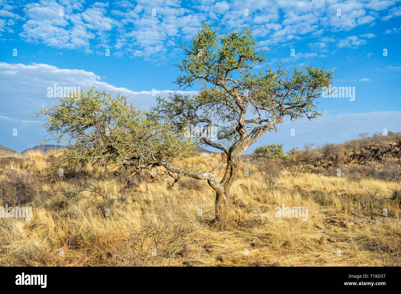 acacia in the savannah, Namibia Stock Photo - Alamy