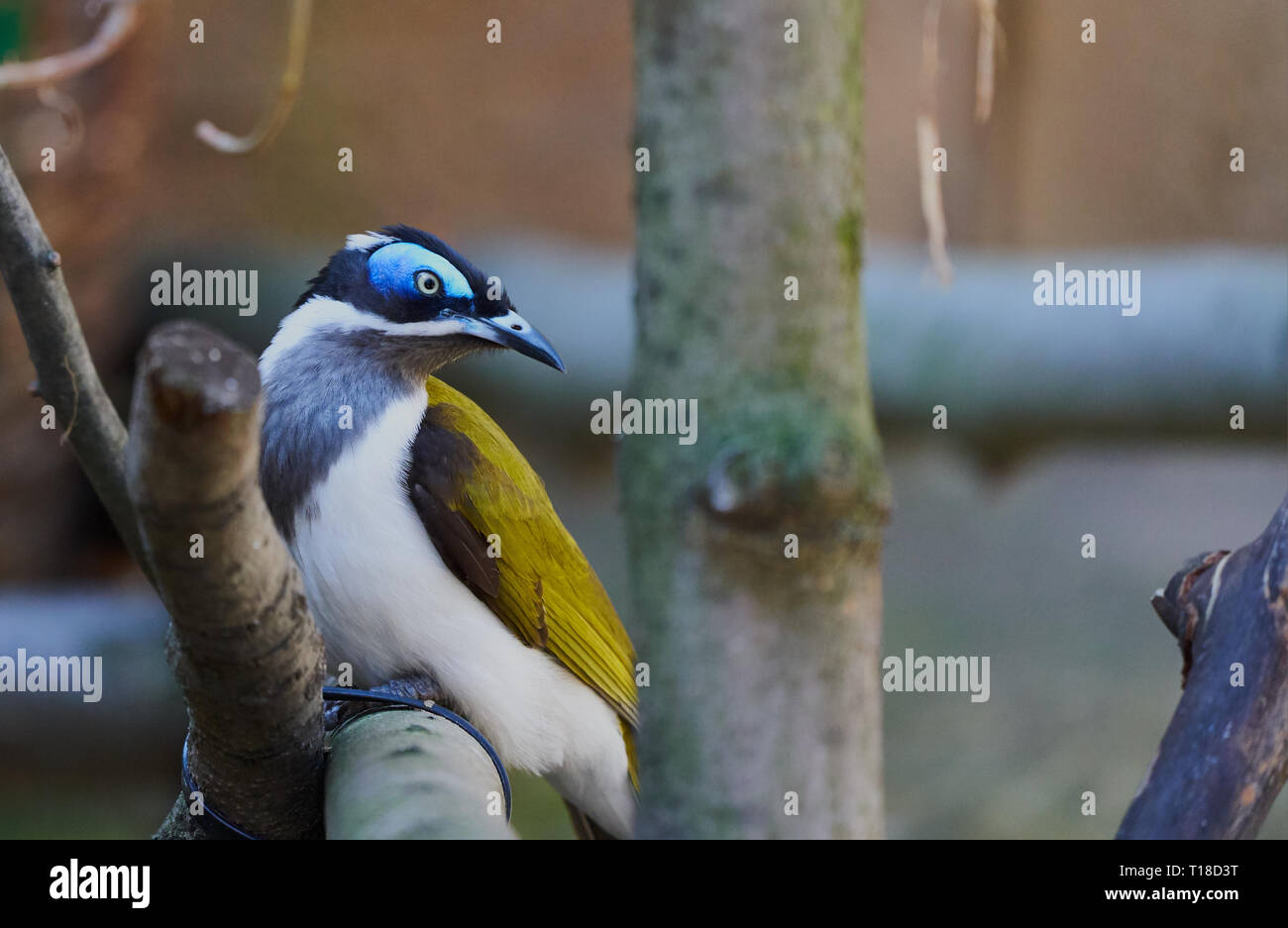 Small colorful bird Stock Photo - Alamy