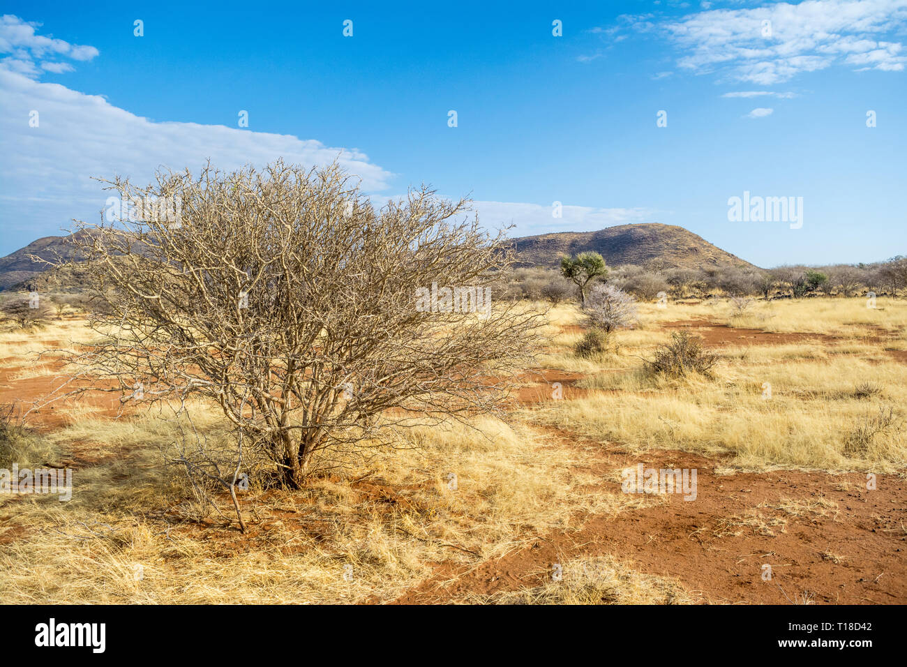 bush in the savannah, Namibia Stock Photo - Alamy