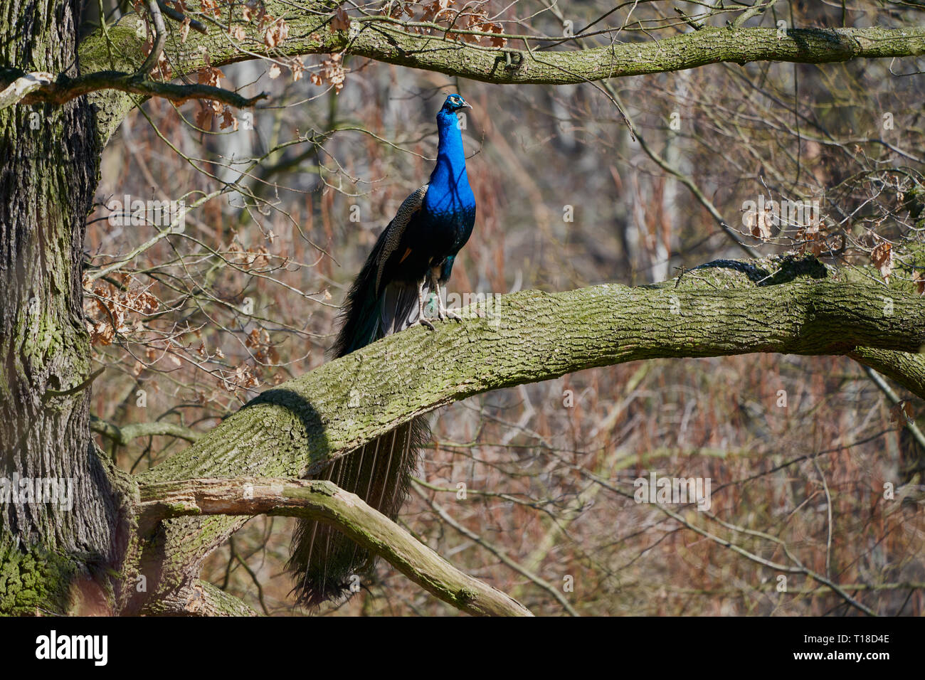 Peacock on the tree Stock Photo - Alamy
