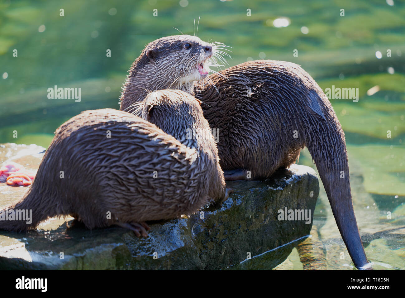 Two otters and river Stock Photo - Alamy