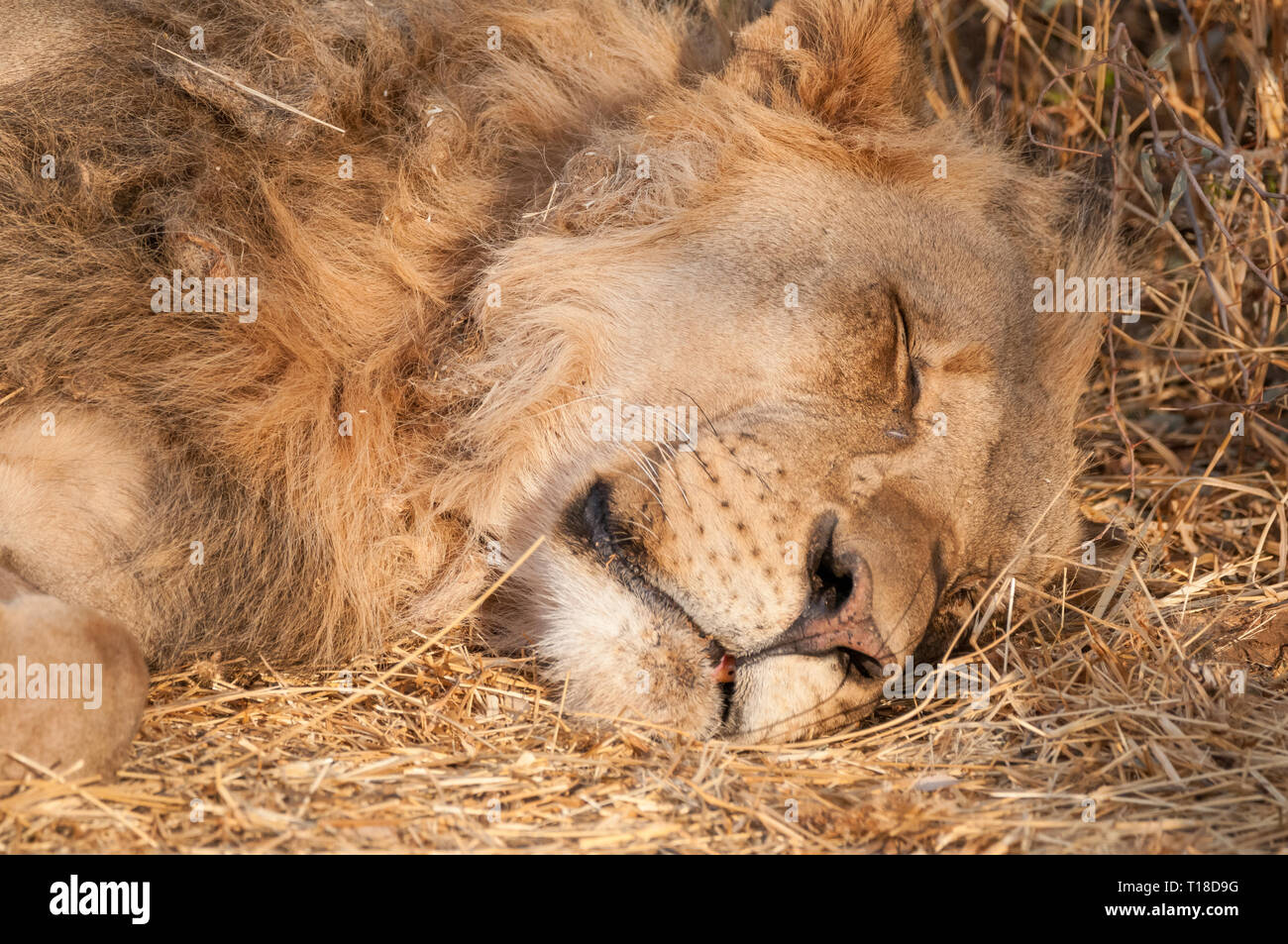 lion, Panthera leo, sleeping, Erindi, Namibia Stock Photo - Alamy