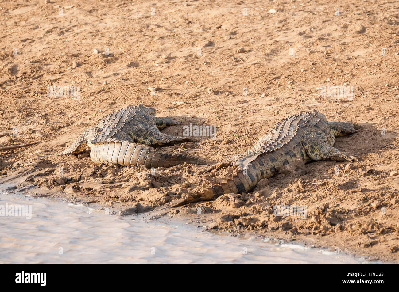 Nile crocodile, Crocodylus niloticus, next to water hole. Namibia Stock ...