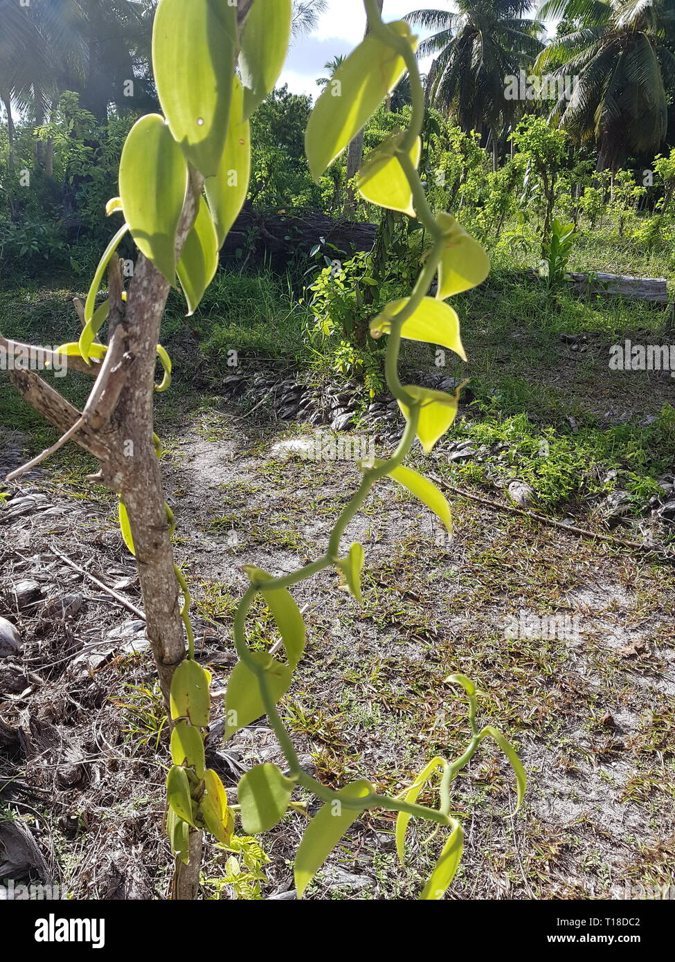 Vanilla plant growing hi-res stock photography and images - Alamy