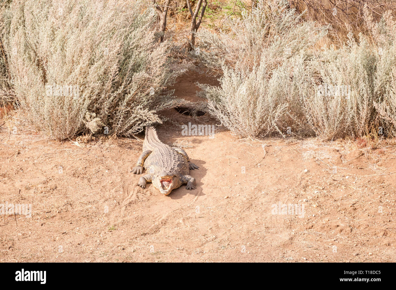 Nile crocodile, Crocodylus niloticus, next to water hole. Namibia Stock ...