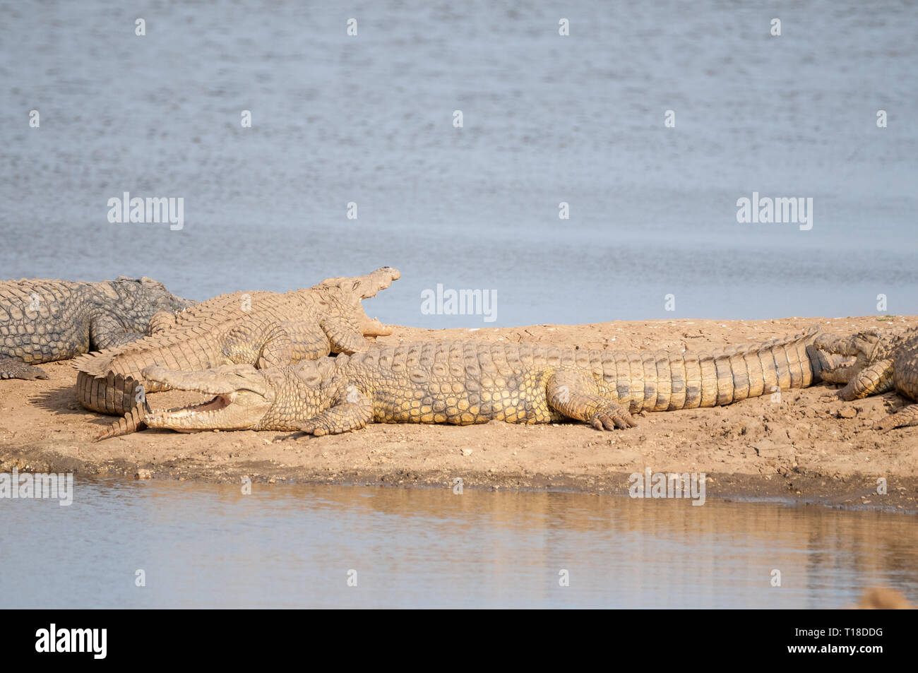 Nile crocodile, Crocodylus niloticus, next to water hole. Namibia Stock ...