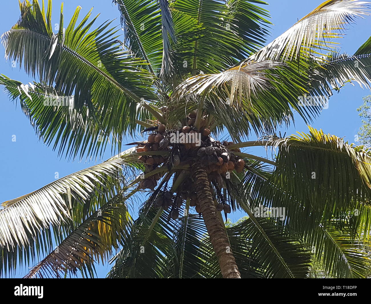 Photo of a coconut palm taken from down under Stock Photo - Alamy