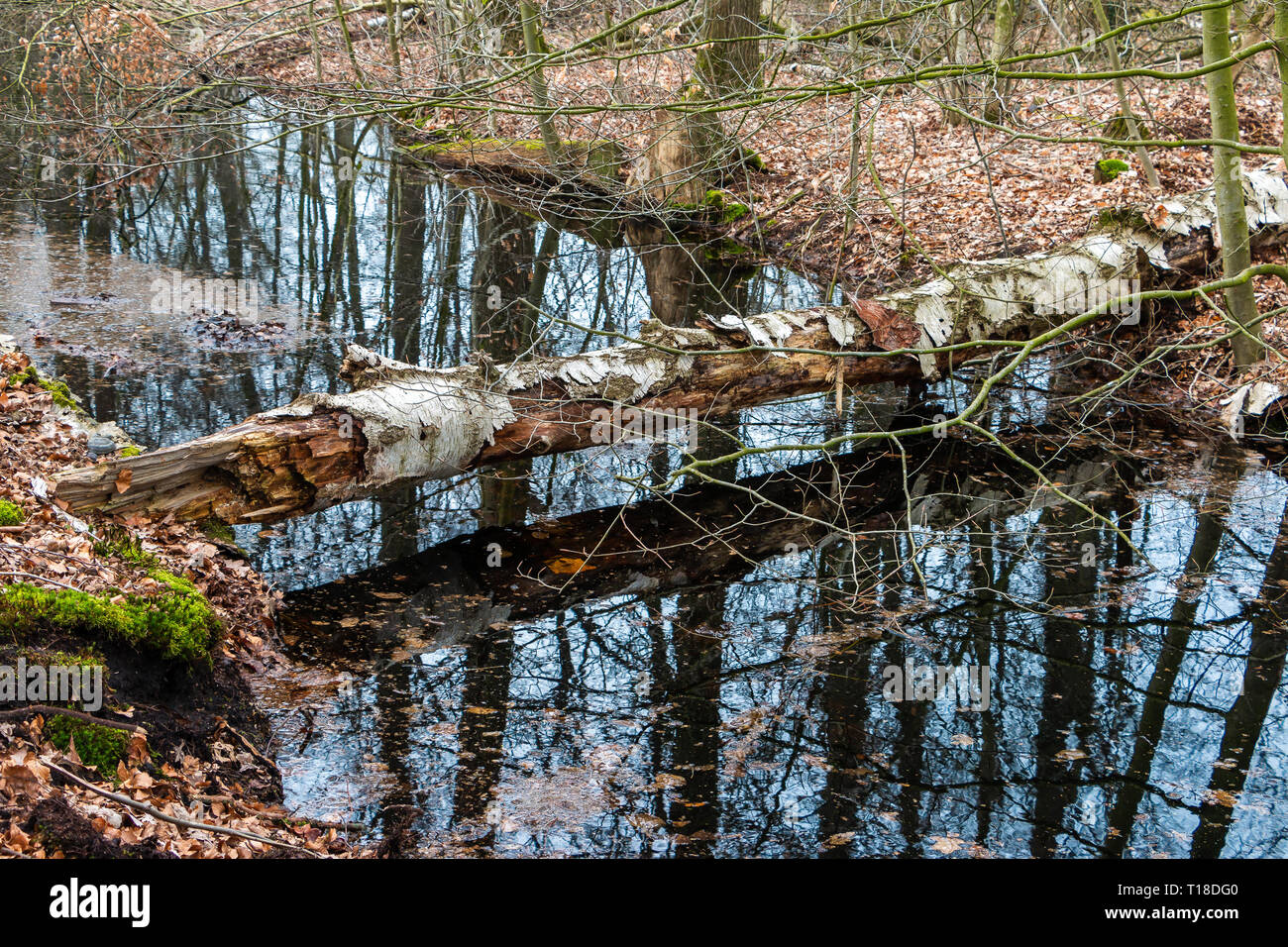 Ditch in the forest hi-res stock photography and images - Alamy