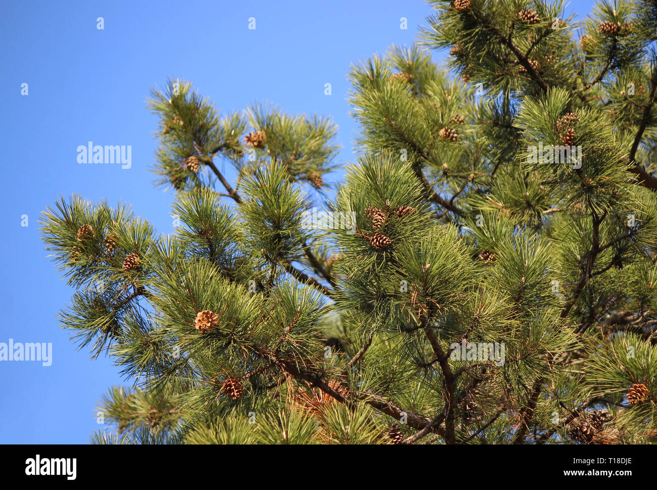 Pinecone nature pinetree hi-res stock photography and images - Alamy