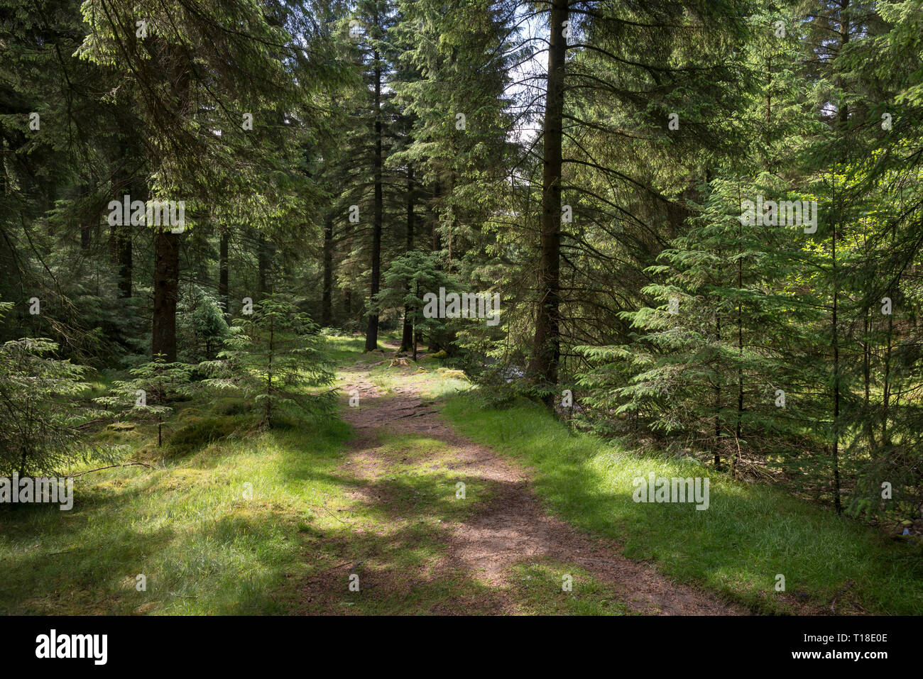 Footpath in Snake Woodlands beside Snake Pass near Glossop, Derbyshire ...