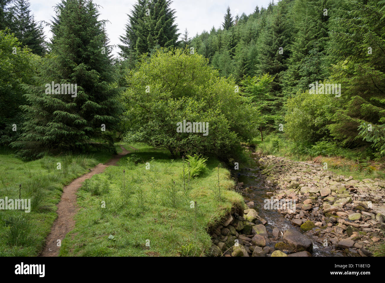 Footpath in Snake Woodlands beside Snake Pass near Glossop, Derbyshire ...