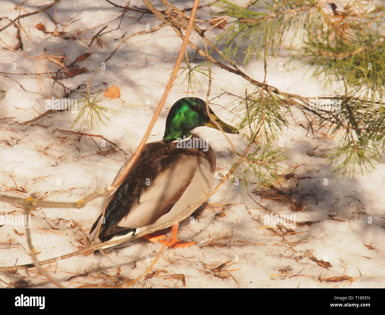 Ground duck hi-res stock photography and images - Alamy