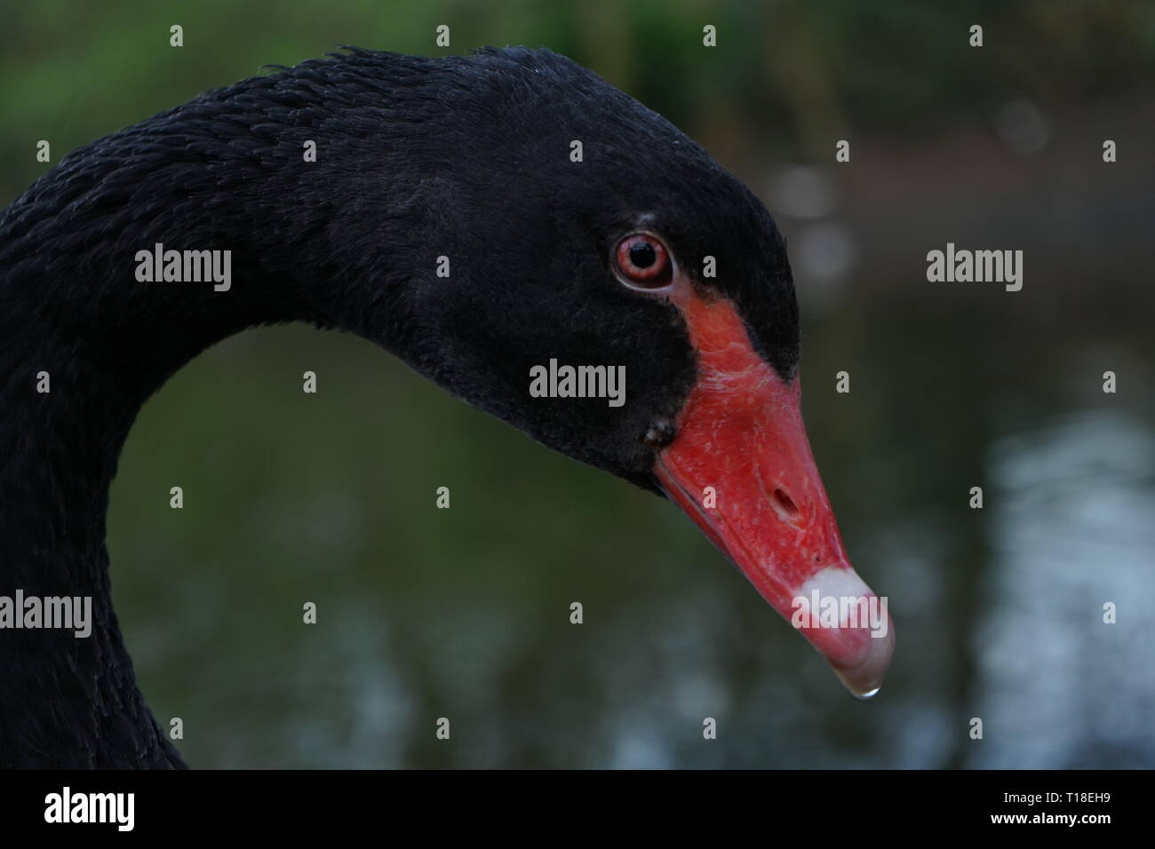 Swan nose hi-res stock photography and images - Alamy