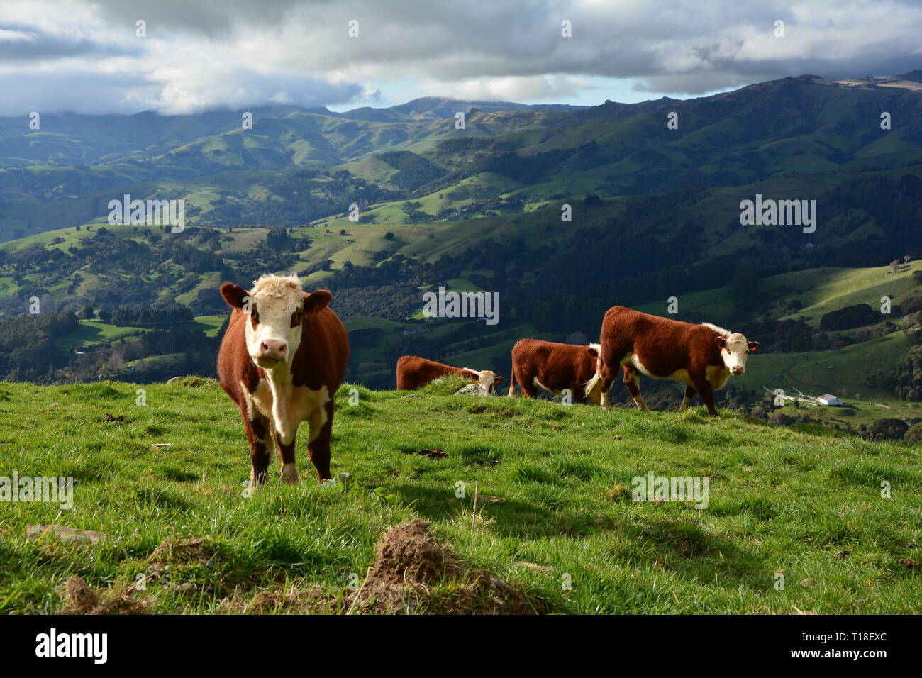 New zealand cattle cows hi-res stock photography and images - Alamy