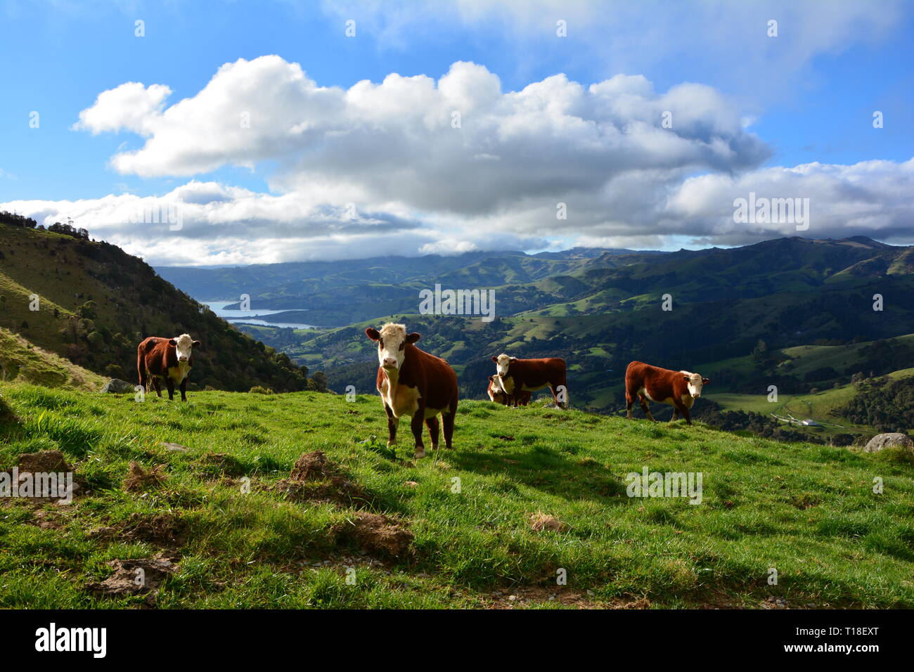 New zealand cattle cows hi-res stock photography and images - Alamy