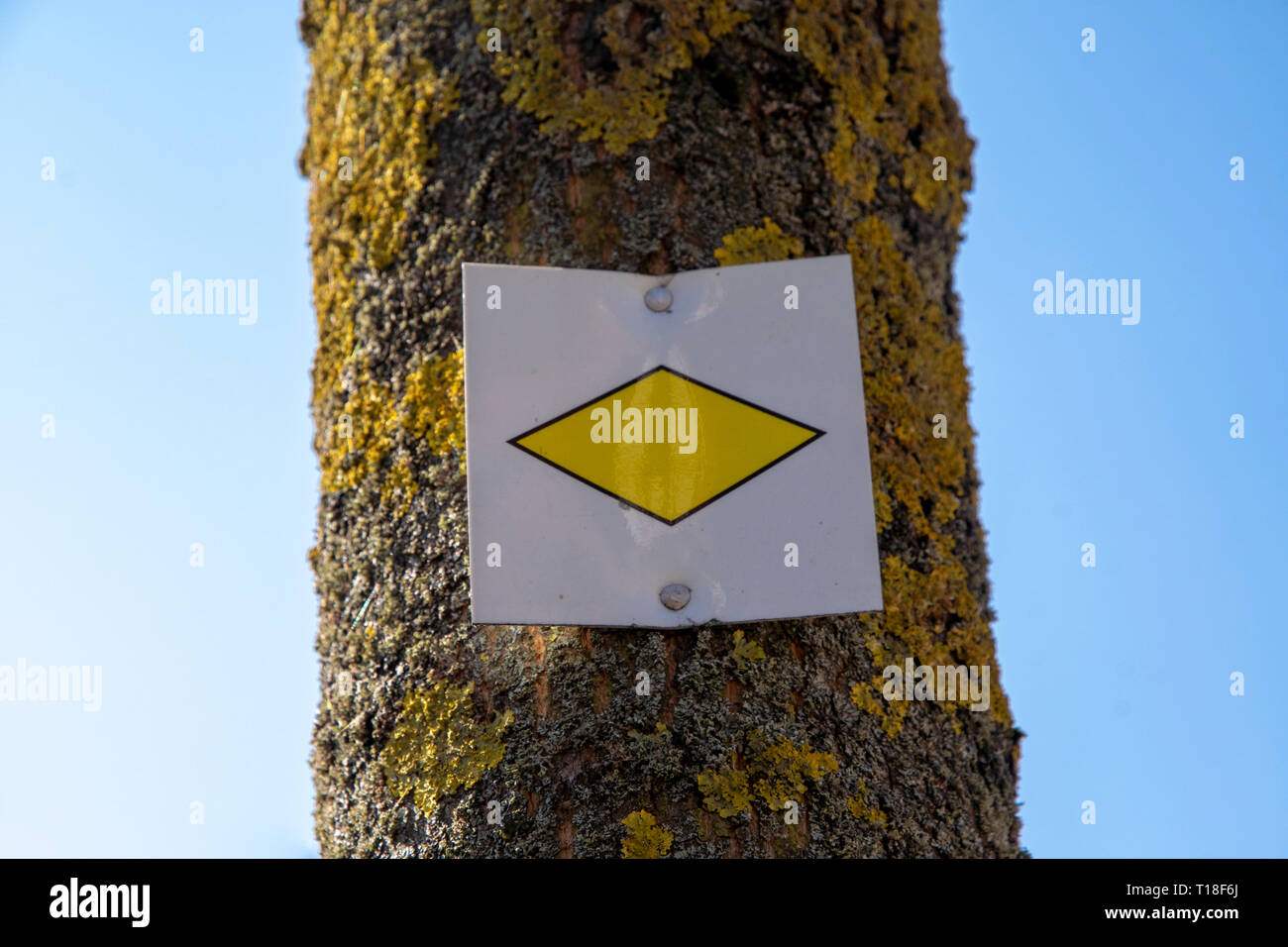 Wandering sign, yellow diamond on a white background on a tree Stock ...