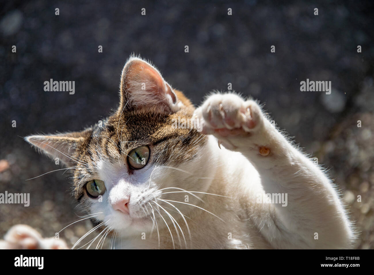 Kitten waving paw hi-res stock photography and images - Alamy