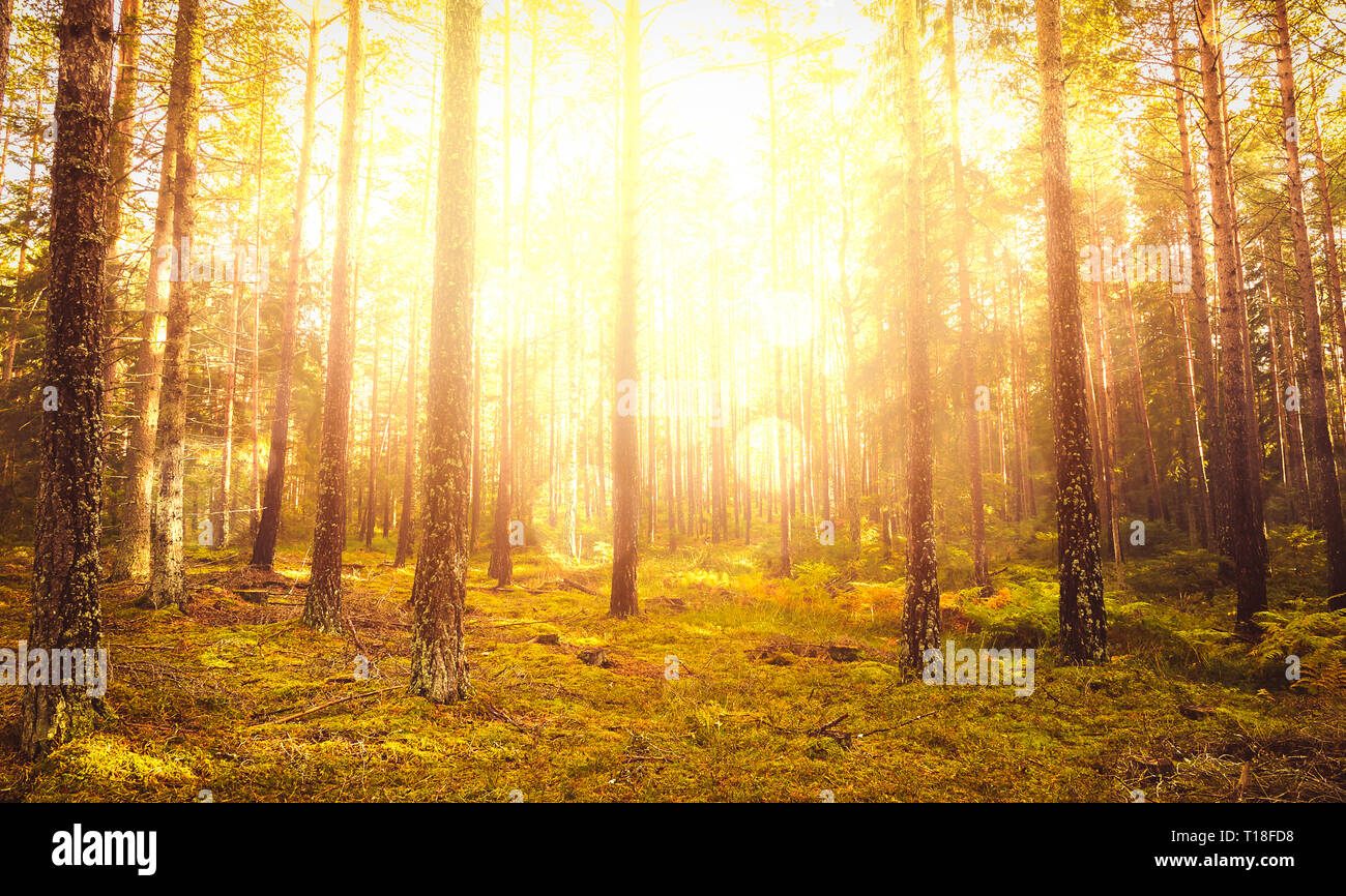 Beautiful pine forest at foggy sunrise. Tall tree trunks and strong ...