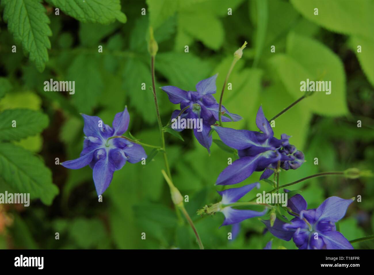 European columbine aquilegia vulgaris hi-res stock photography and ...