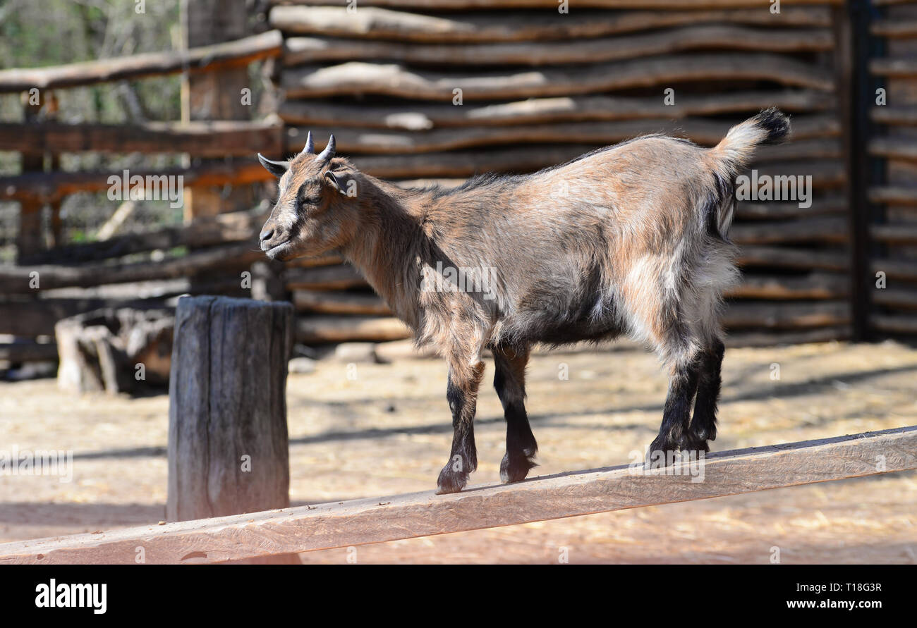 little kid goat farm animal outdoors view Stock Photo - Alamy