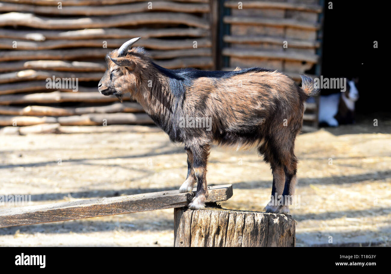 little kid goat farm animal outdoors view Stock Photo - Alamy
