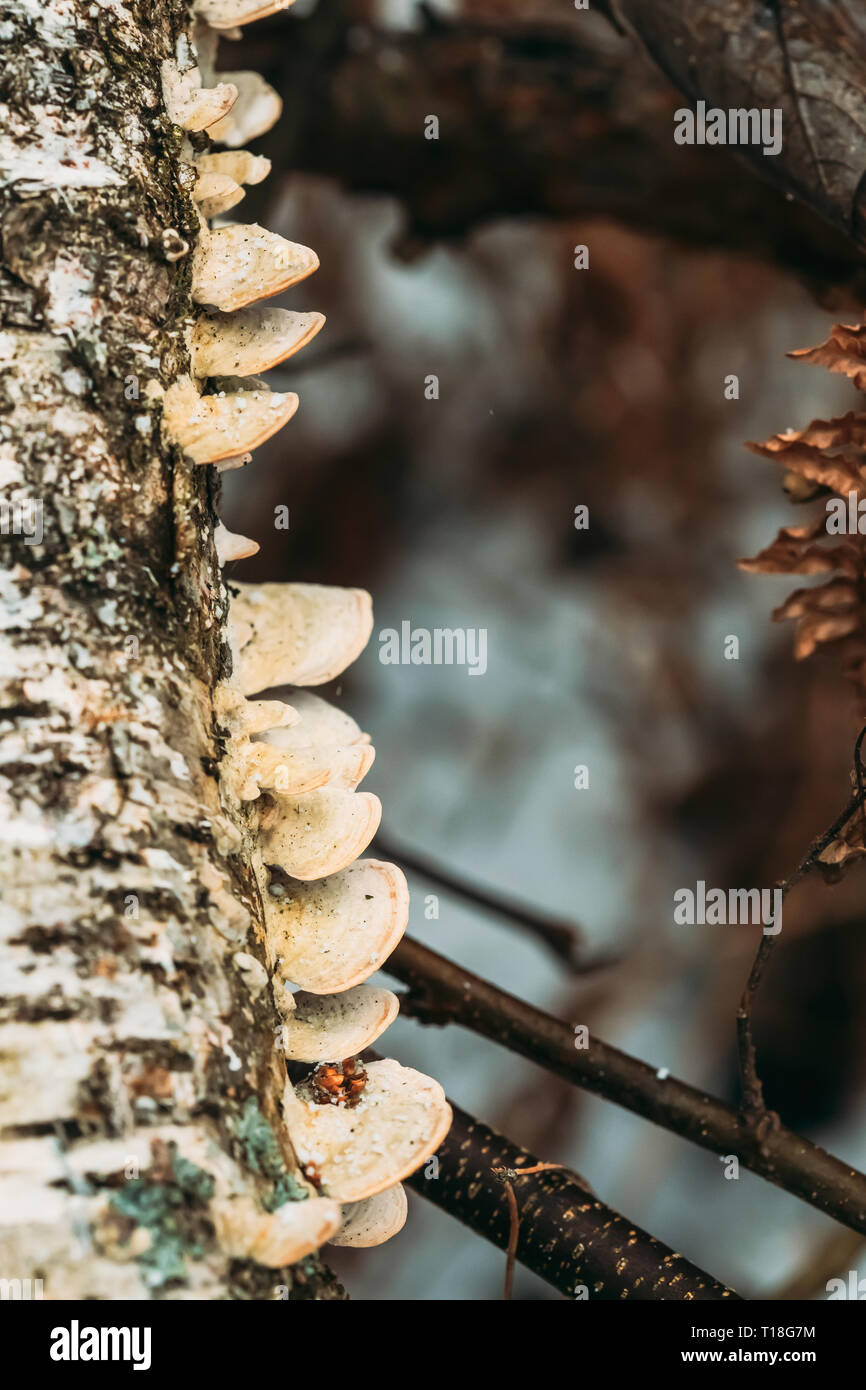 Polyporaceae hi-res stock photography and images - Alamy