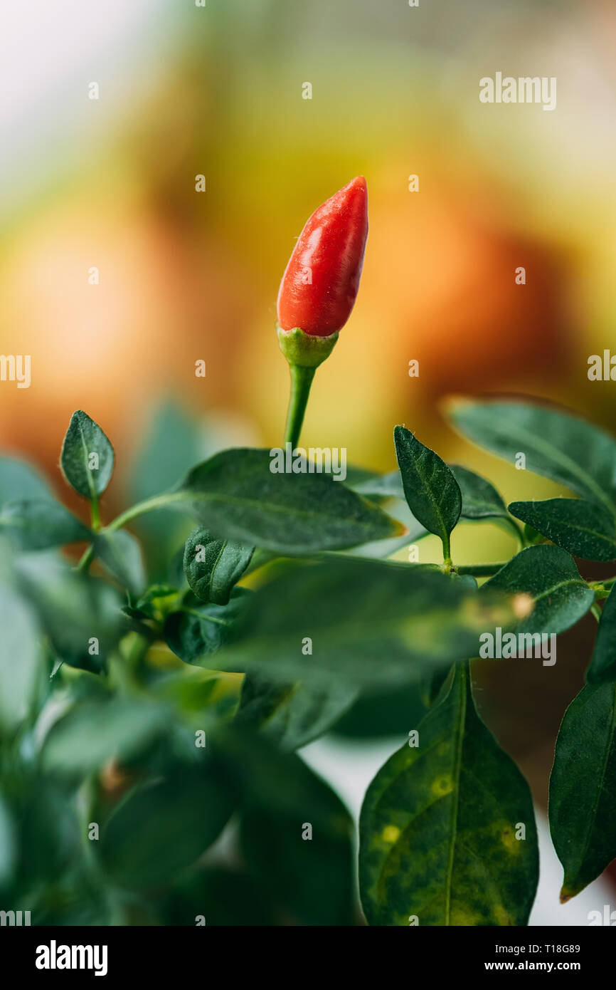 Small Organic Red Peppers Plant Growing On Garden Bed Plantation In ...