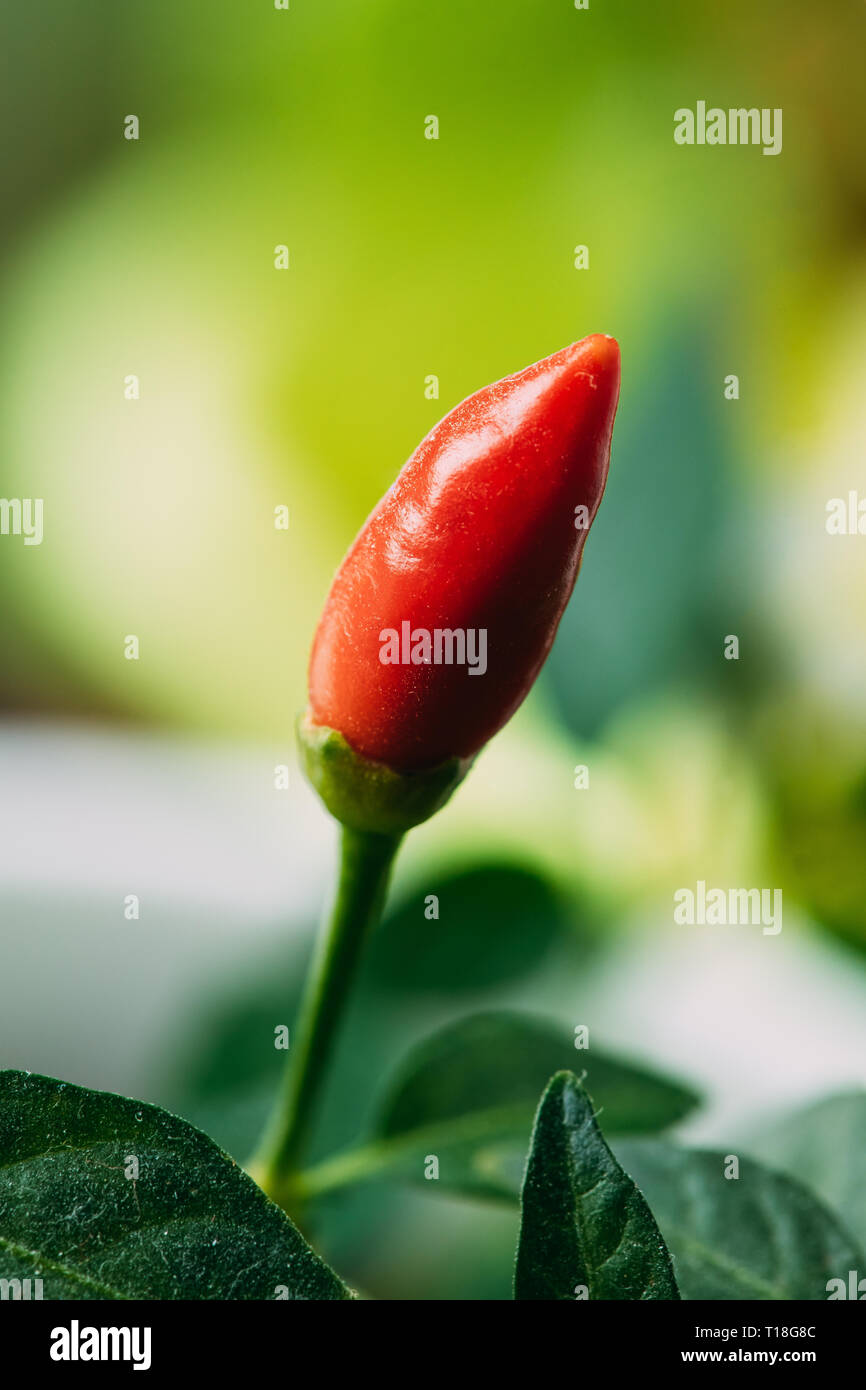 Small Organic Red Peppers Plant Growing On Garden Bed Plantation In ...
