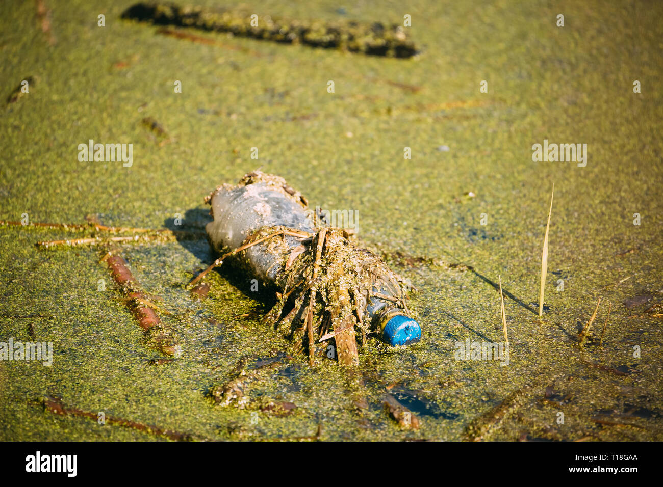 Old Plastic Bottle Floats In Water Of Swamp Or Pond. Grass Overgrown On ...