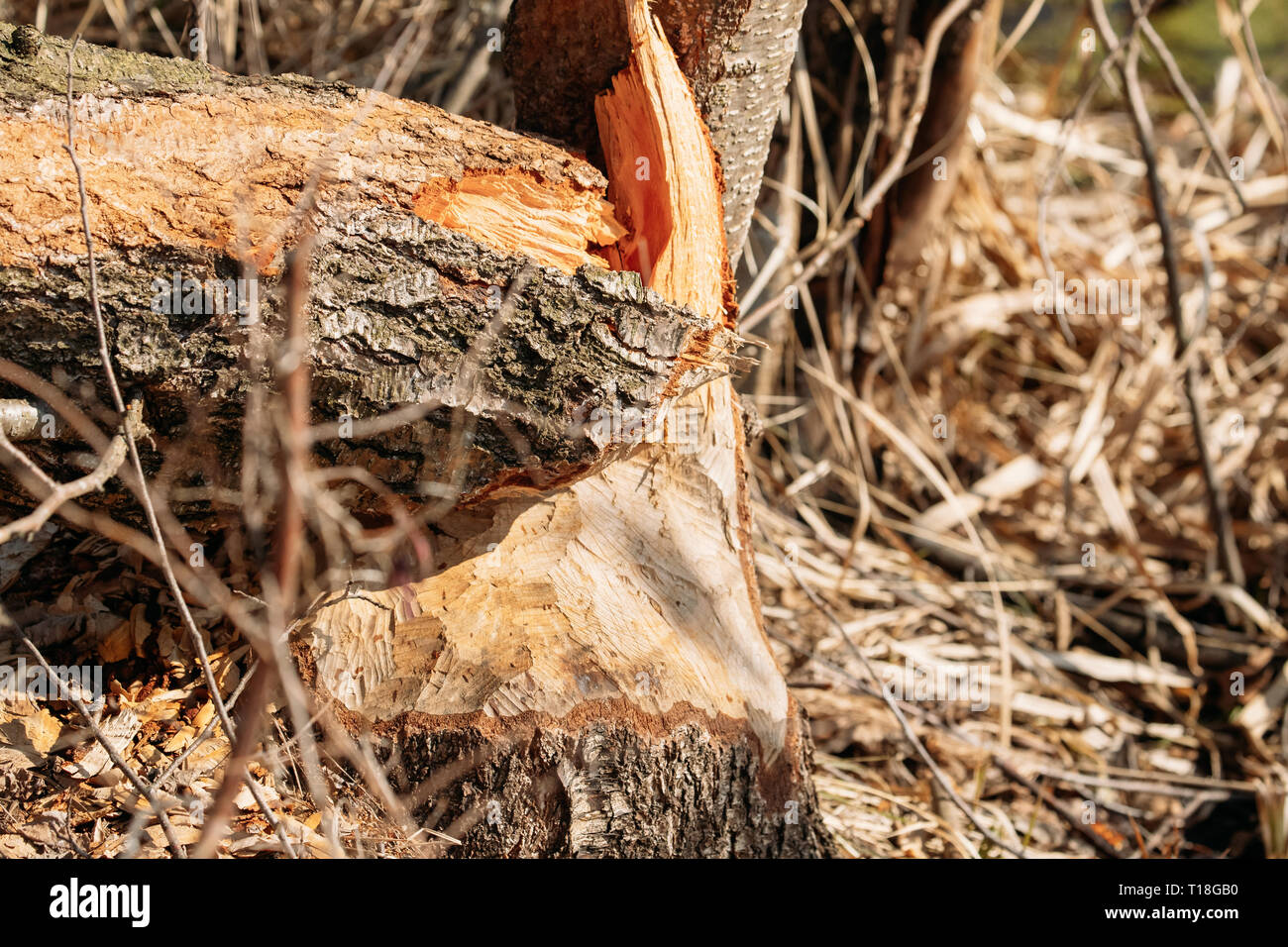 Beavers behavior hi-res stock photography and images - Alamy