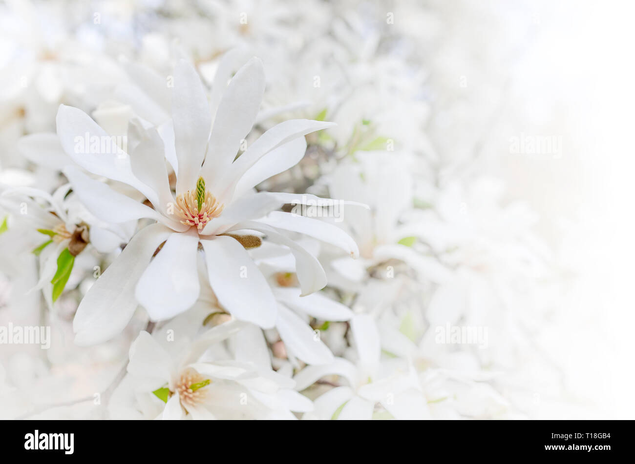 Magnolia flower bloom hi-res stock photography and images - Alamy