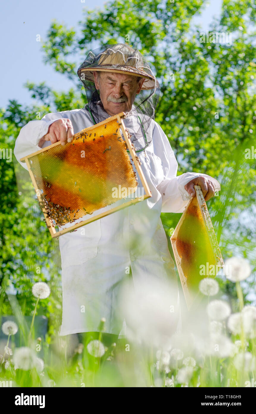 senior apiarist making inspection in apiary in the springtime Stock ...