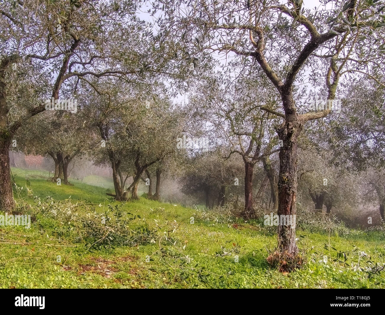 Olive groves italy hi-res stock photography and images - Alamy
