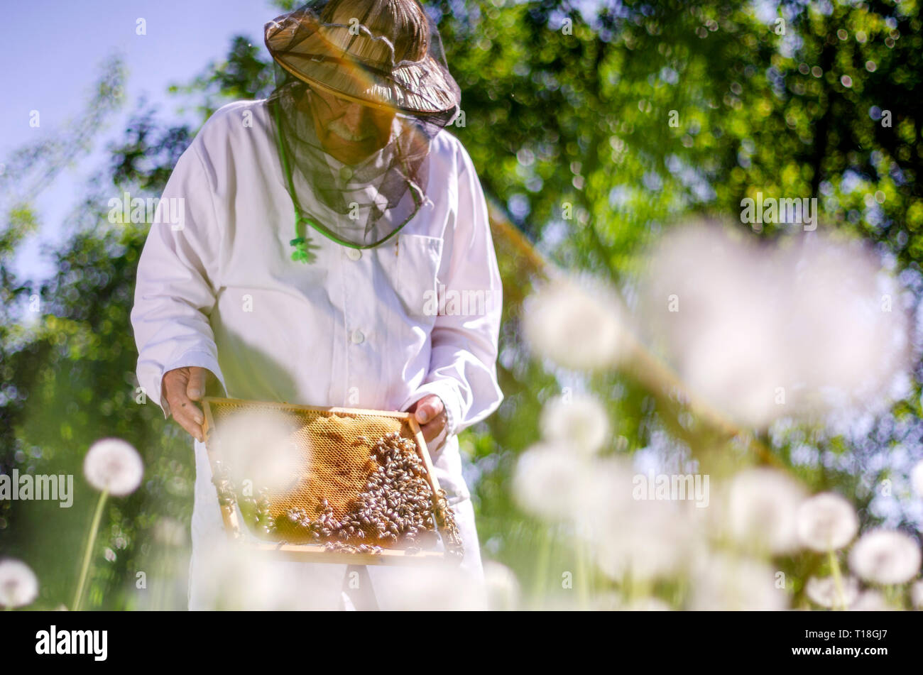senior apiarist making inspection in apiary in the springtime Stock ...