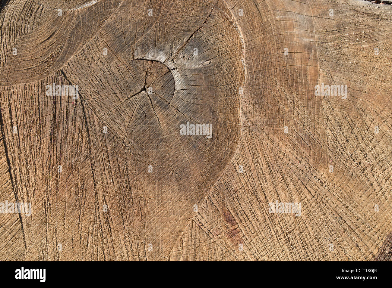 cut tree background texture Stock Photo - Alamy