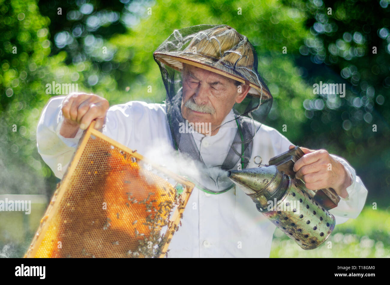 senior apiarist making inspection in apiary in the springtime Stock ...
