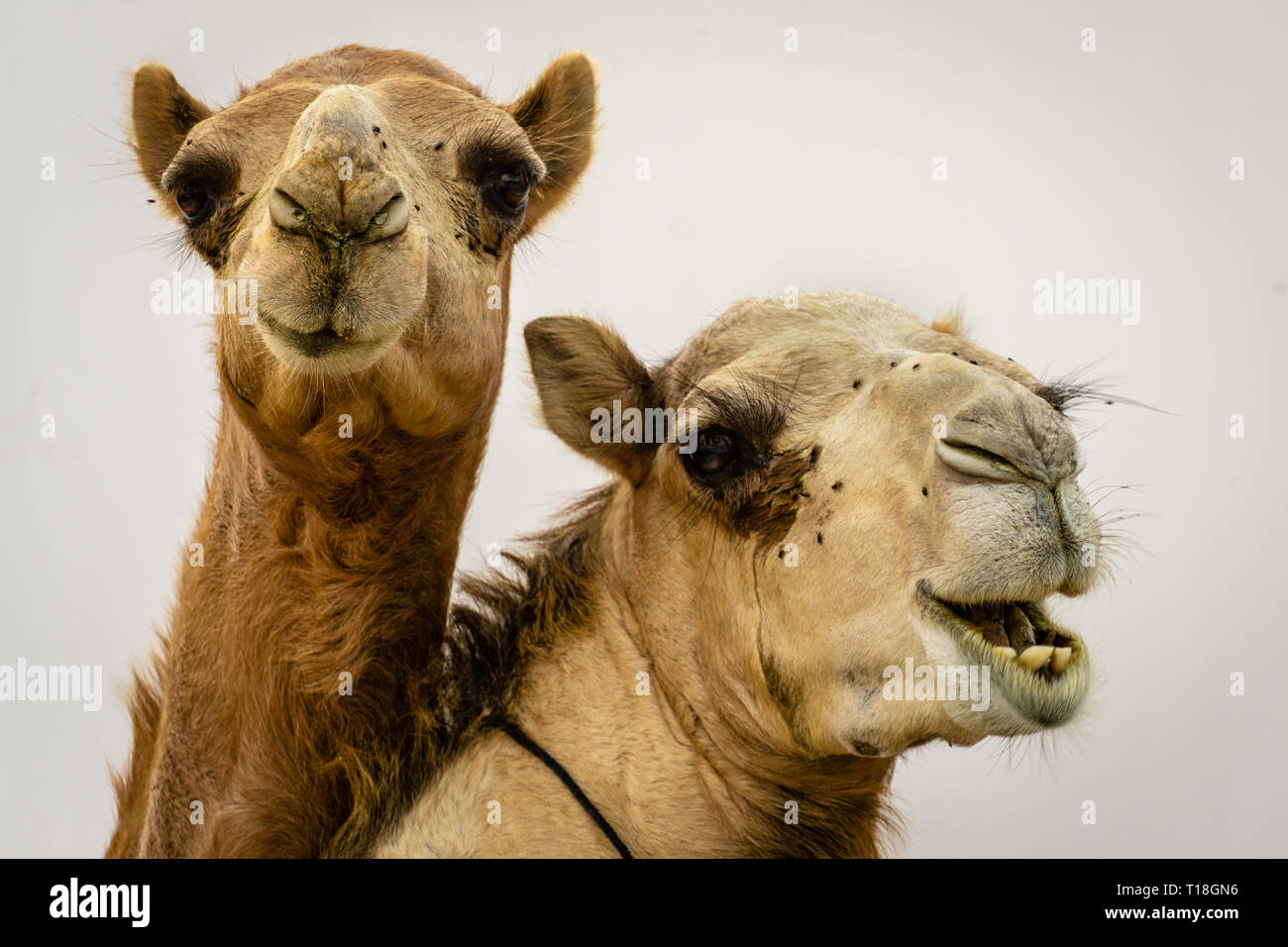 A close-up outdoor shot of two camels, with only their heads visible ...