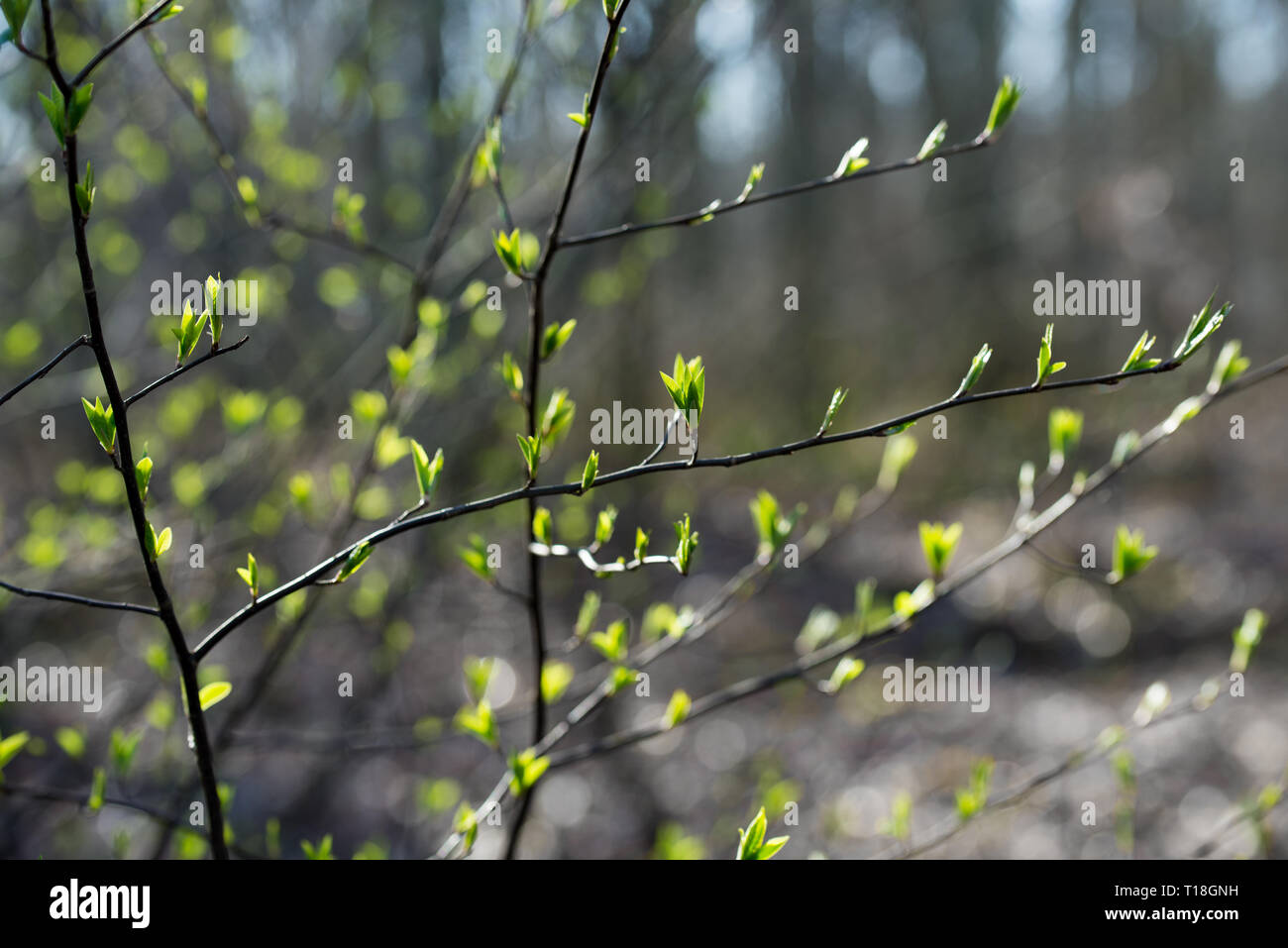 Leaf buds on deciduous tree hi-res stock photography and images - Alamy
