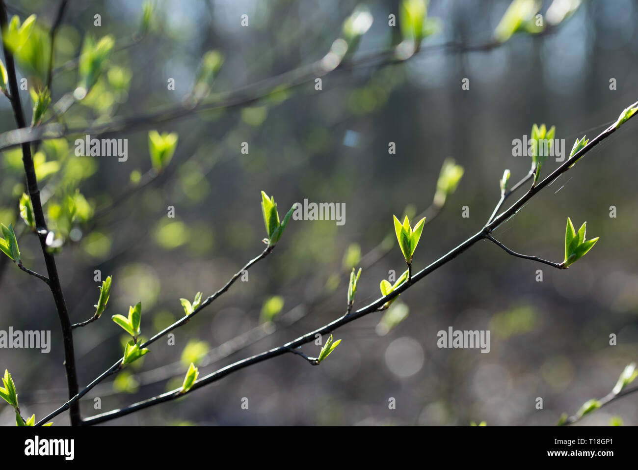 spring fresh buds and leaves on tree twig in forest Stock Photo - Alamy