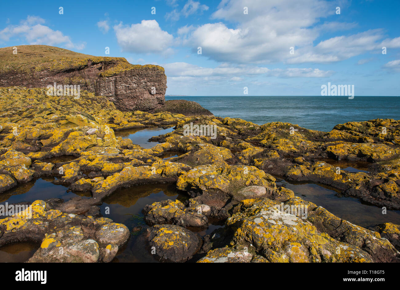 Yellow lichen scotland hi-res stock photography and images - Alamy